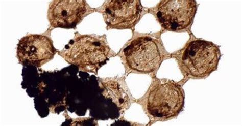 Recently Discovered Fossils Could Shed Light On Early Ocean Life