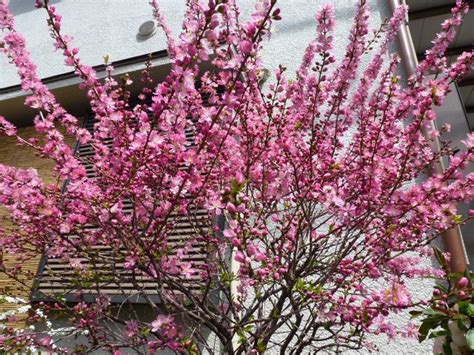 庭桜 ニワザクラ 白 庭梅 ニワウメ 3種類 写真あり 私の好きな花 楽天ブログ