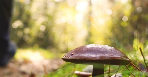 가을 거친 걷고 있는 곰팡이 성장 광야 균류 그물버섯 녹지 땅 모험 발자국 배낭여행자 버섯 버섯 클로즈업 보도 보폭 산길 삼림 모험 삼림지대