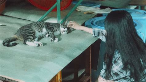 김 갑주 On Twitter 냥이 사랑해 ㅡ 💗