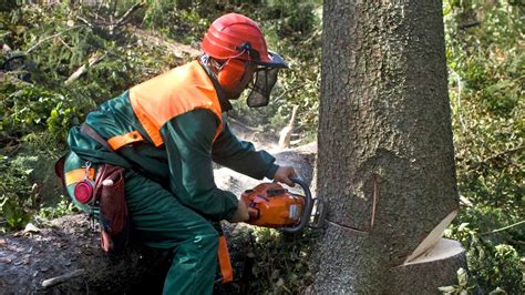 What To Consider When Choosing A Tree Lopping Company Sunshine Coast Arborist Tree Service