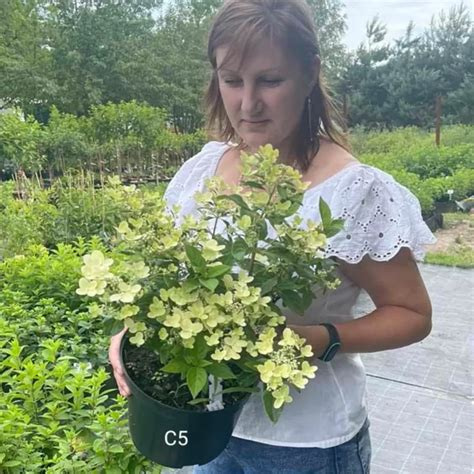 Гортензія Полярна зірка Polestar Офелія САД ПОЛТАВИ