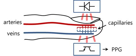 Principle Of Ppg Measurement Download Scientific Diagram