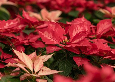 Cuál Es El Origen De La Flor De Nochebuena Infobae