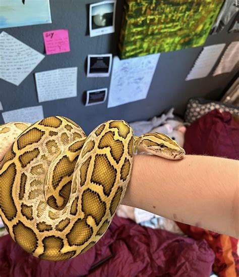 Average Size Burmese Python Reptile Forums