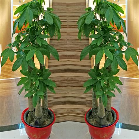 三头发财树 聚财型发财树 伤感说说吧