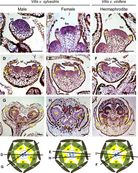 Frontiers Vitis Flower Sex Specification Acts Downstream And Independently Of The Abcde Model