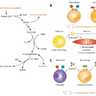 Schematic Of TCA Cycle And Complement As A Global Immunometabolic Download Scientific Diagram