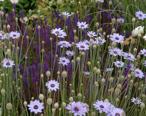 Catananche Caerulea Blue Flowered Cupids Dart — Buy Online At Farmer