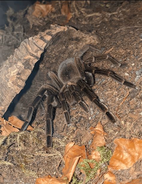 My P Machala 🖤 R Tarantulas