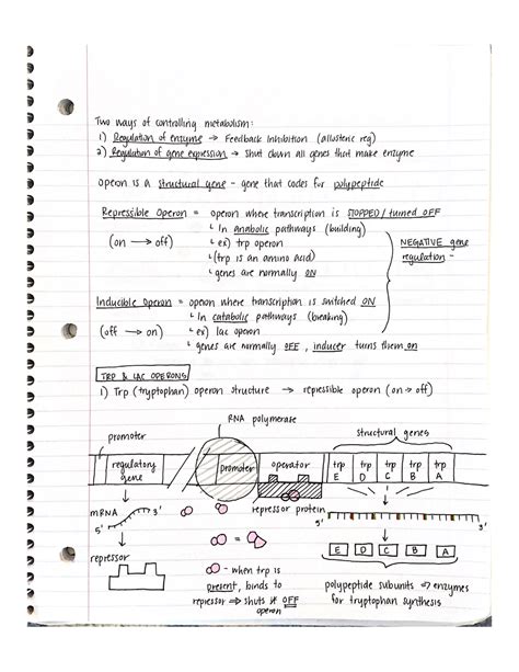 Repressible Operon Structure Two Ways Of Controlling Metabolism 1