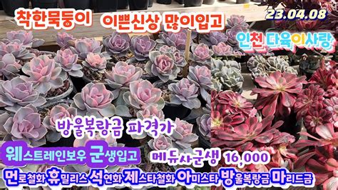 인천다육이사랑2이쁜신상많이입고웨스트레인보우메듀사16 마리드금9 제스타철화18 아미스타군생10 방울복랑금먼로군생휴밀리스먼로철화석연화4