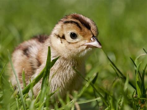 Pheasant Nesting Behaviour Eggs Location Faqs Birdfact