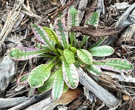 Plant With Strange Pink Leaf Coloration Nc Usa Rwhatsthisplant