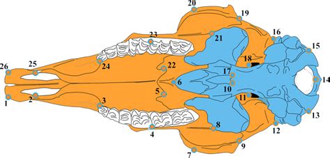 Creative Morphometrics So Many Tools So Little Time The Node
