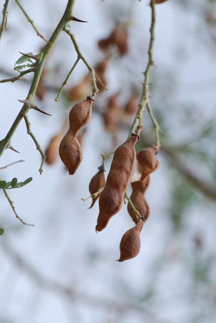Seed Of The Week Ironwood Tree Growing With Science Blog