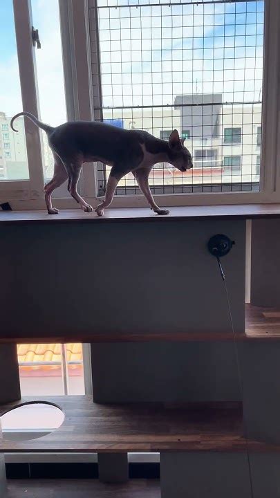 Cat 다묘 Sphynx 고양이 Youtube