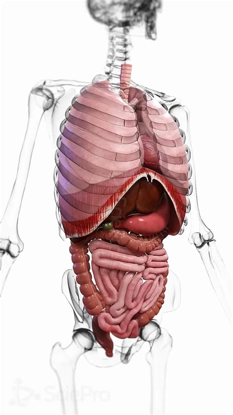 Best 10 Human Torso Model Life Size Torso Model Anatomical Teaching Torso Deluxe Dual Sex