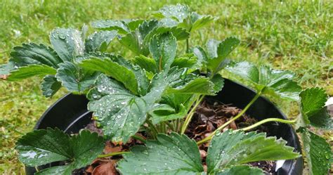 Five Years Of Full Time Kuztek Kuztek Wordpress And Laravel Developers From Langley Bc