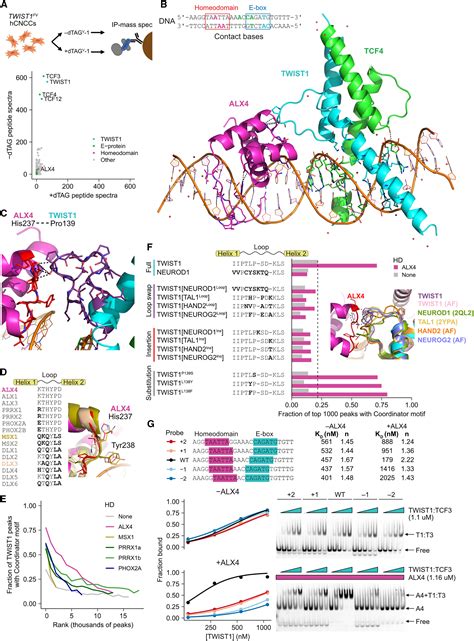 Dna Guided Transcription Factor Cooperativity Shapes Face And Limb Mesenchyme Cell