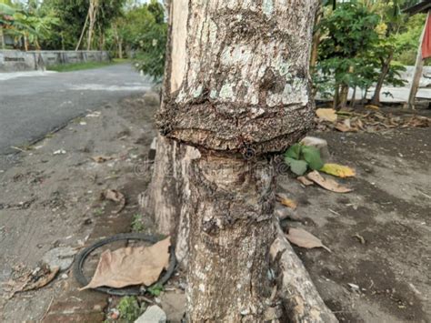 A Large Teak Tree Whose Trunk Is Unique Against The Background Of The Road Stock Image Image
