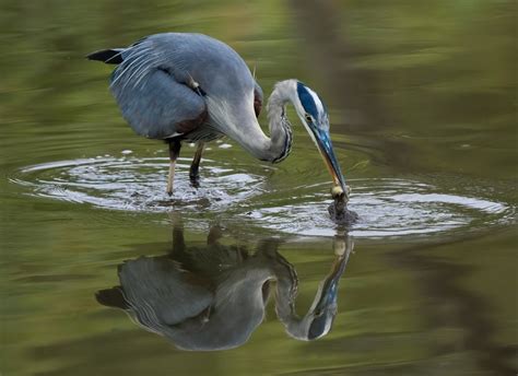 Blue Heron Wellfleet At Rachel Vance Blog
