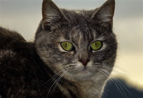Free Images Photo Macro Black Cat Fauna Close Up Nose Whiskers Snout Eye Vertebrate