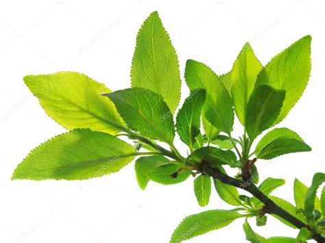Tree Branch With Green Leaves Stock Photo Liliya 1629110