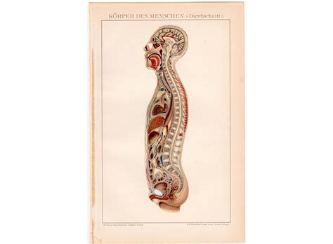C 1903 Body Sliced Anatomy Lithograph • Original Antique Print • Human