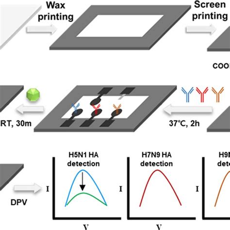 Schematic Of The Proposed Paper Based Electrochemical Immunosensor For Download Scientific