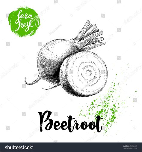 5 362 Hand Drawings Beetroot Images Stock Photos Vectors Shutterstock