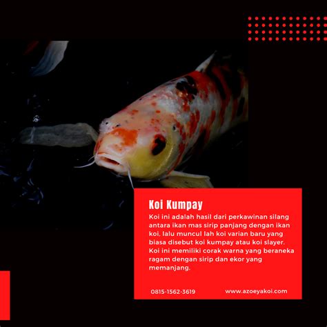 Jenis Ikan Koi Kumpay And Variasinya Yang Harus Kamu Ketahui