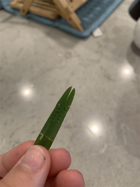 Why Does The Grass Look Like This Its Only This Piece Rgrass