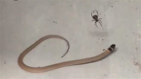 Captan A Araña Cazando A Serpiente