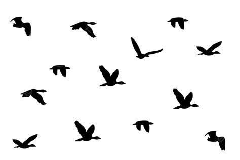 Silhouette Bird Fly Vector Bird Fly Silhouette Fly Birds Png And