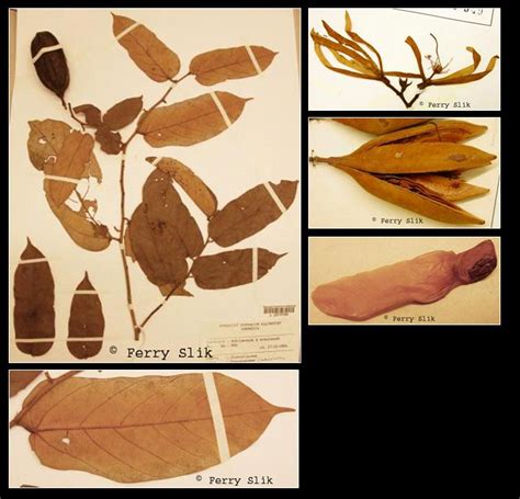 Pterospermum Javanicum