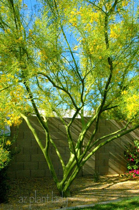 A Palo Verde Tree That Rises Above The Rest Ramblings From A Desert