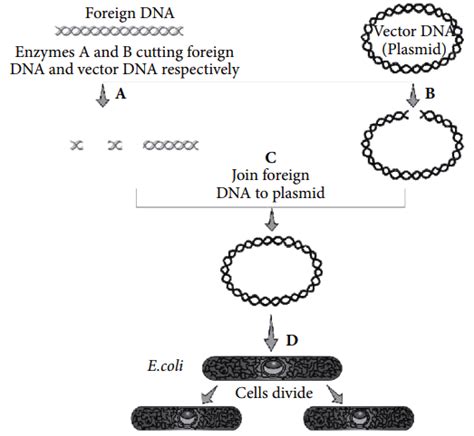 A Identify A B C And D In The Flow Chart Given Below That Represents The Process Of