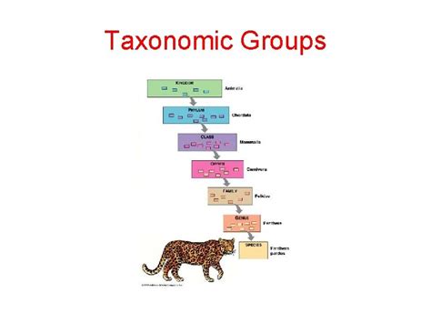 Classification Taxonomy Text Book Ch 18 Review Book