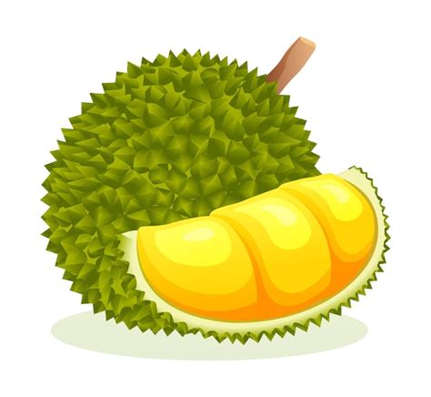 두리안 과일 벡터 일러스트 레이 션 흰색 배경에 고립 프리미엄 벡터