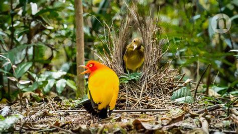 Sex Chromosomes Manipulate Mate Choice