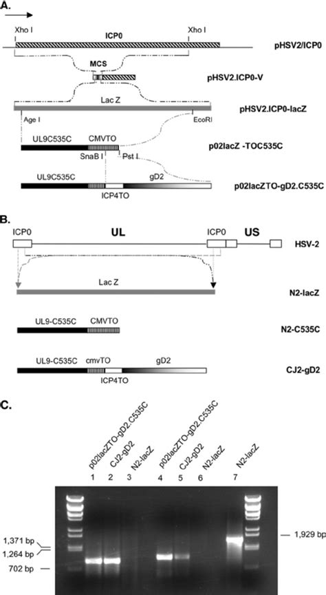 A Schematic Diagram Of Plasmids Used For The Construction Of Download Scientific Diagram