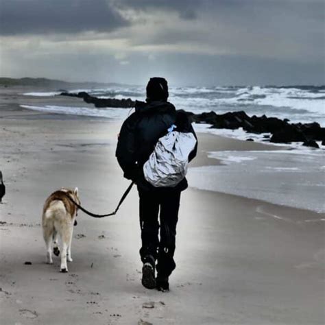 How To Run With A Husky Safety Prep And Fitness Tips