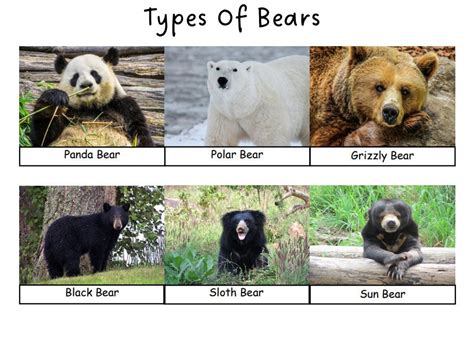 Learn The Different Types Of Bears Bear Match Bear Identification Preschool Busy Book Page