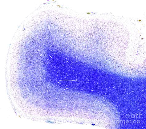 Human Cerebral Cortex By Science Photo Library