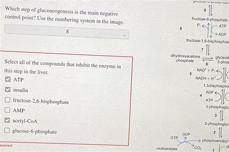 Solved Which Step Of Gluconeogenesis Is The Main Negative