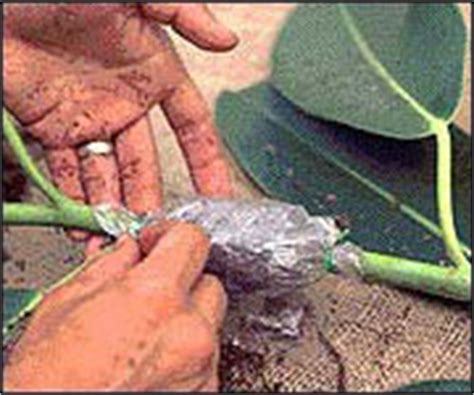 Home Propagation Of Plants Division And Layering Gwinnett County Master Gardeners Association