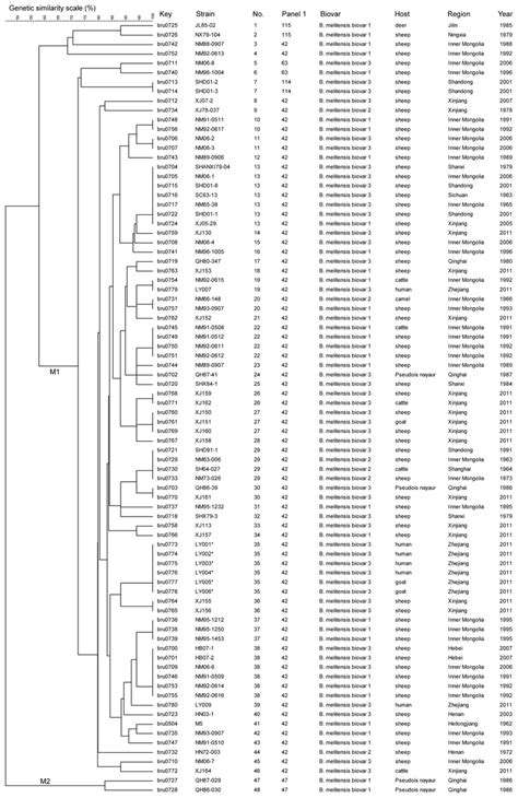 dendrogram based on the mlva 16 genotyping assay showing relationships