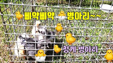 🐤삐약삐약 🐣병아리~~ 🐥병아리키우기 Youtube