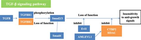 The Roles Of Tgfbr2 And Ctbp2 In Tgfb Signaling Pathway Download Scientific Diagram